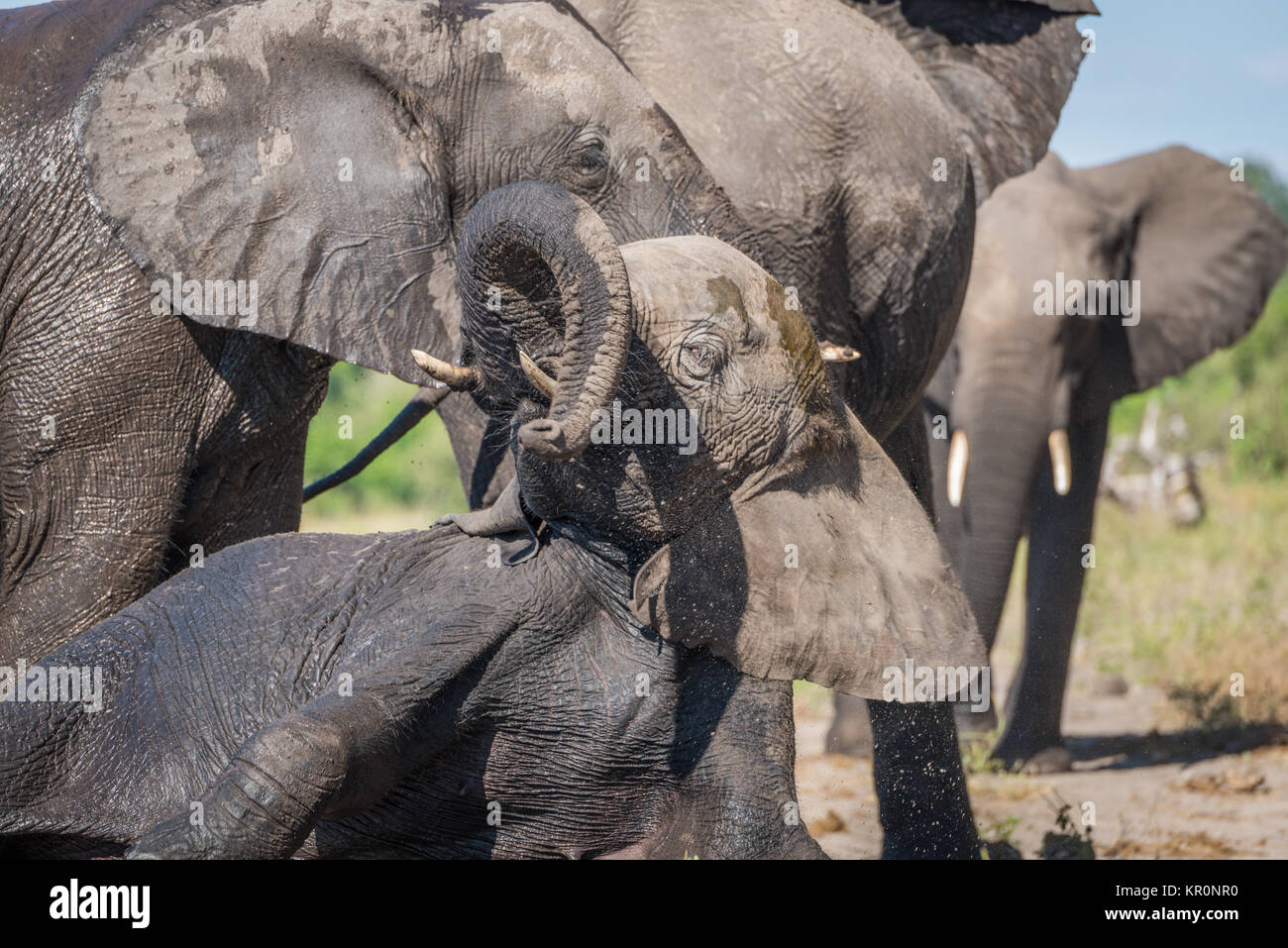 Close-up of elephant trying to stand up Stock Photo - Alamy