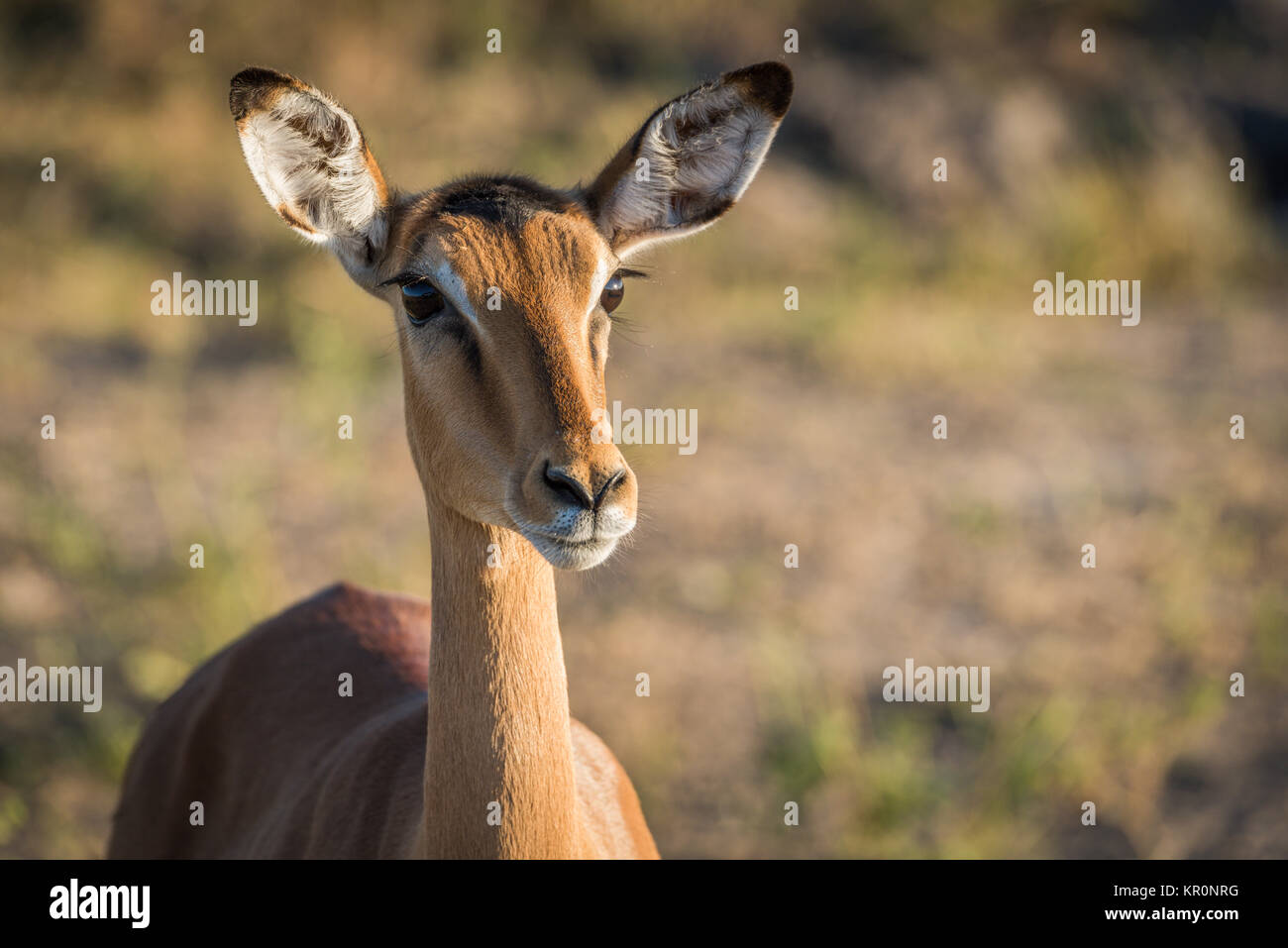 Close-up of female impala head and neck Stock Photo - Alamy