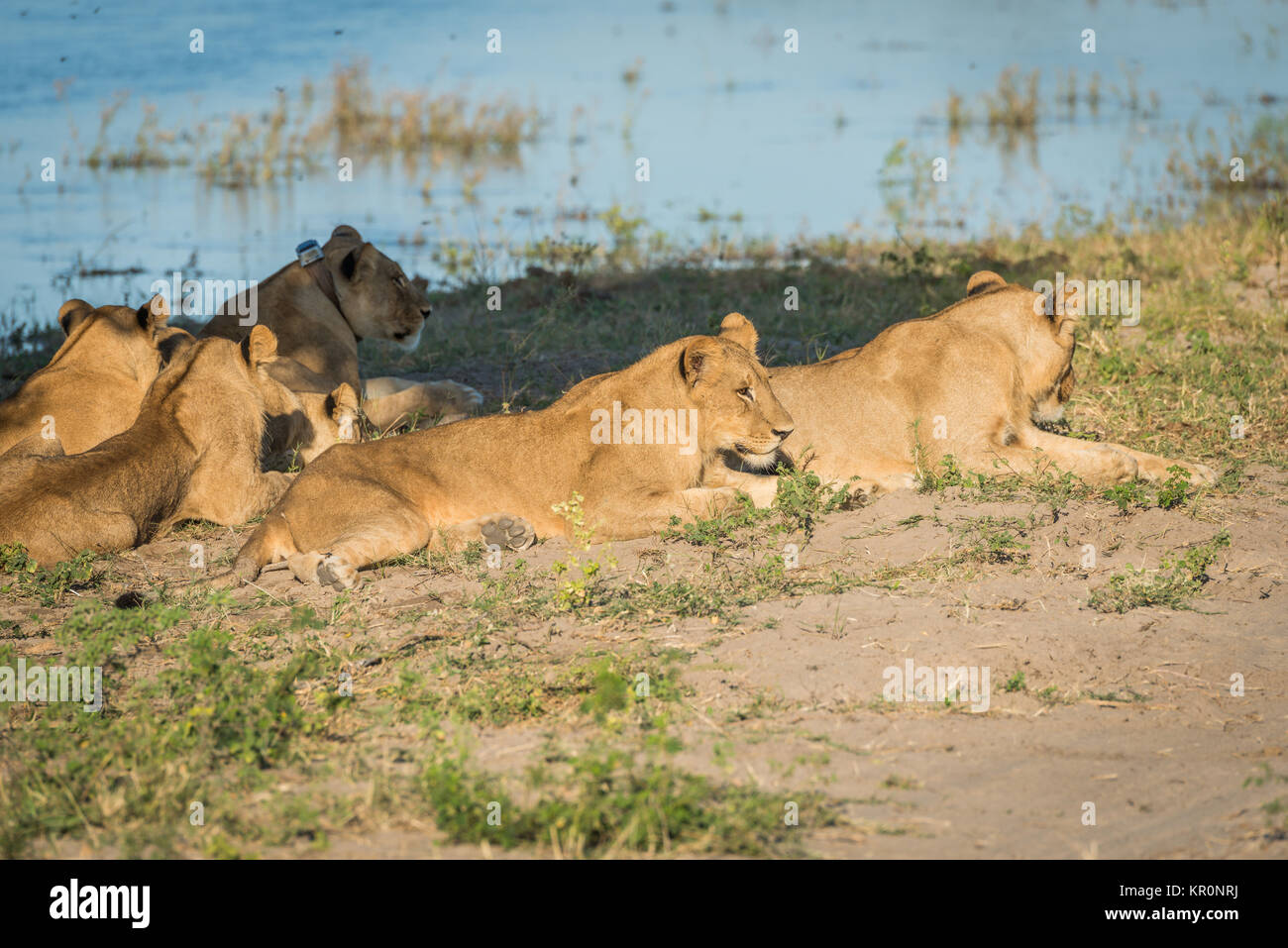 Five lions hi-res stock photography and images - Alamy