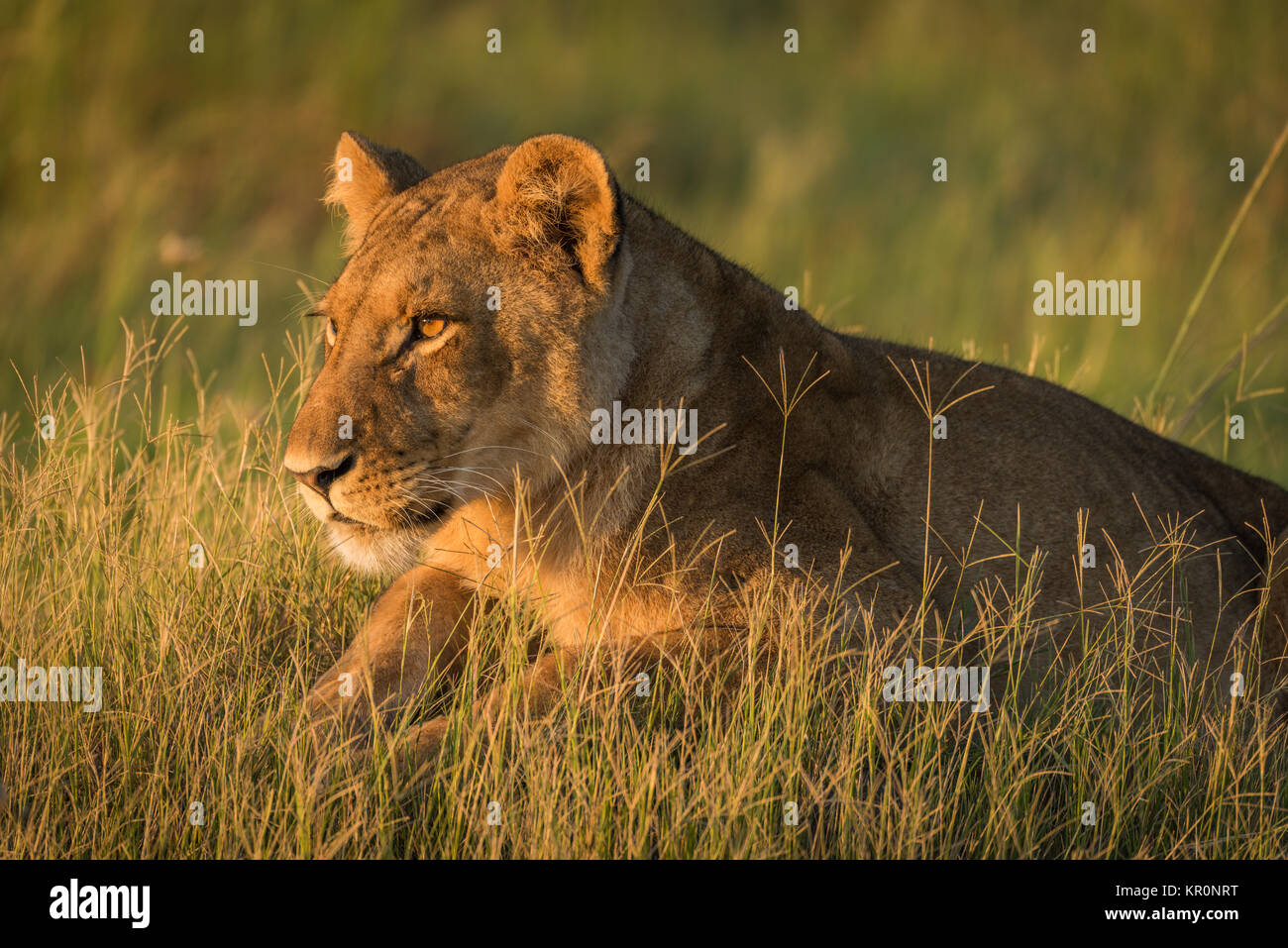 Light up animals hi-res stock photography and images - Alamy