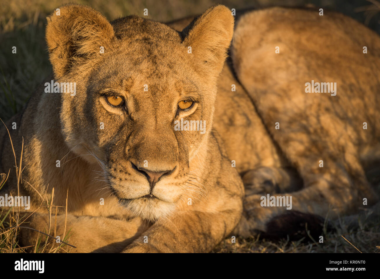 Light up animals hi-res stock photography and images - Alamy