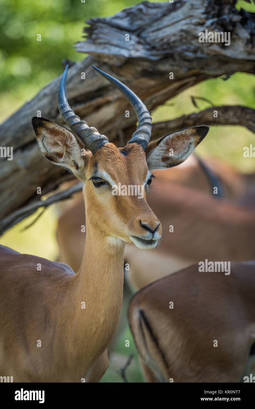 Shade animals hi-res stock photography and images - Alamy