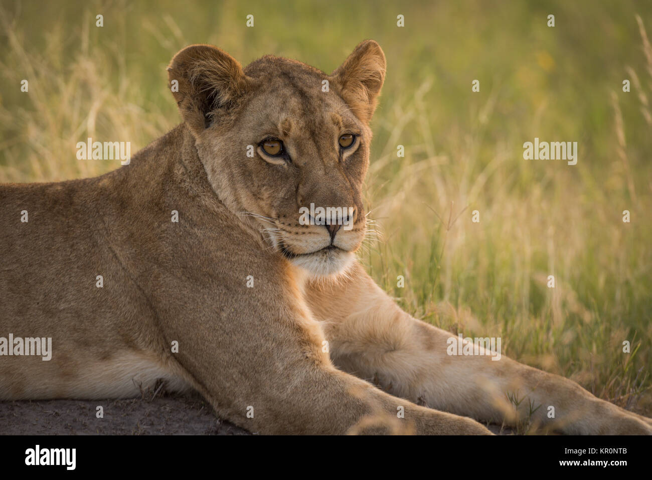 Grassland mammals hi-res stock photography and images - Alamy