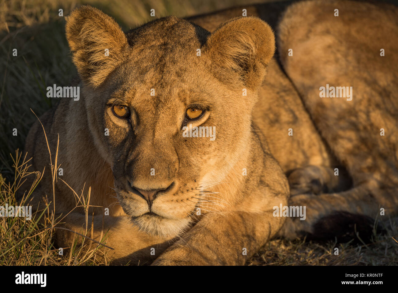 Long track hi-res stock photography and images - Alamy