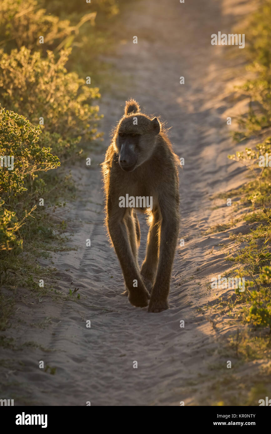 Chacma baboon walking down track at dusk Stock Photo - Alamy