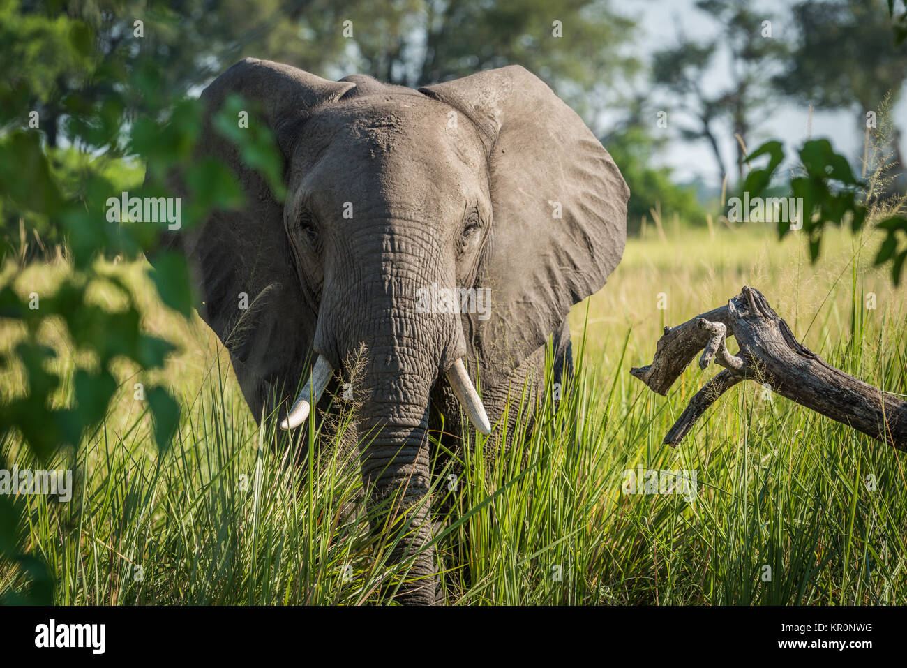 Close-up of elephant behind bush facing camera Stock Photo - Alamy