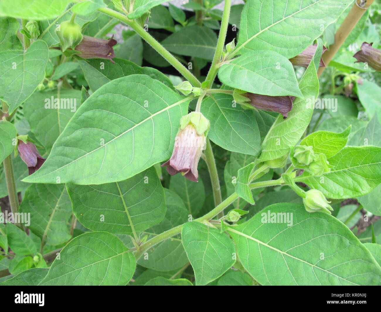 Belladonna belladonna hi-res stock photography and images - Alamy