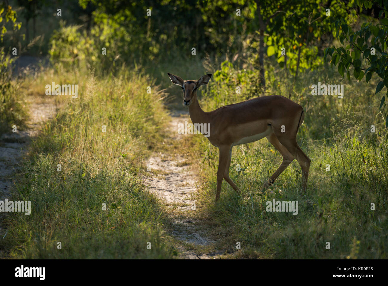 Backlit female impala crossing sunlit woodland track Stock Photo - Alamy