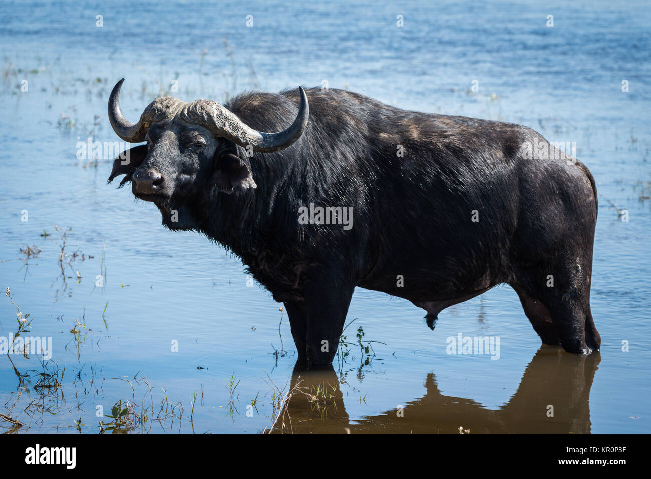 Cape buffalo standing in shallows facing camera Stock Photo - Alamy