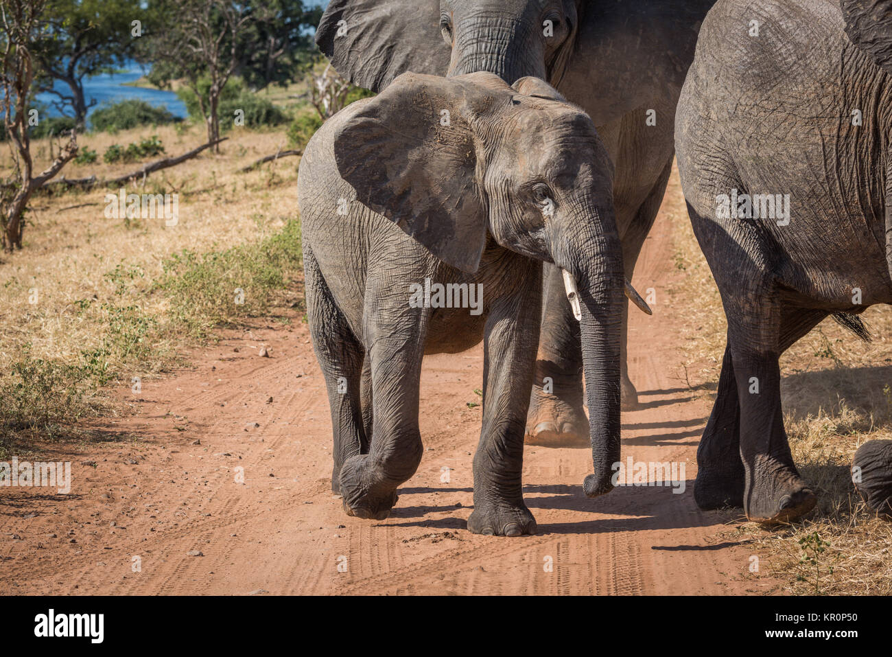 Baby elephant crossing dirt track with family Stock Photo - Alamy