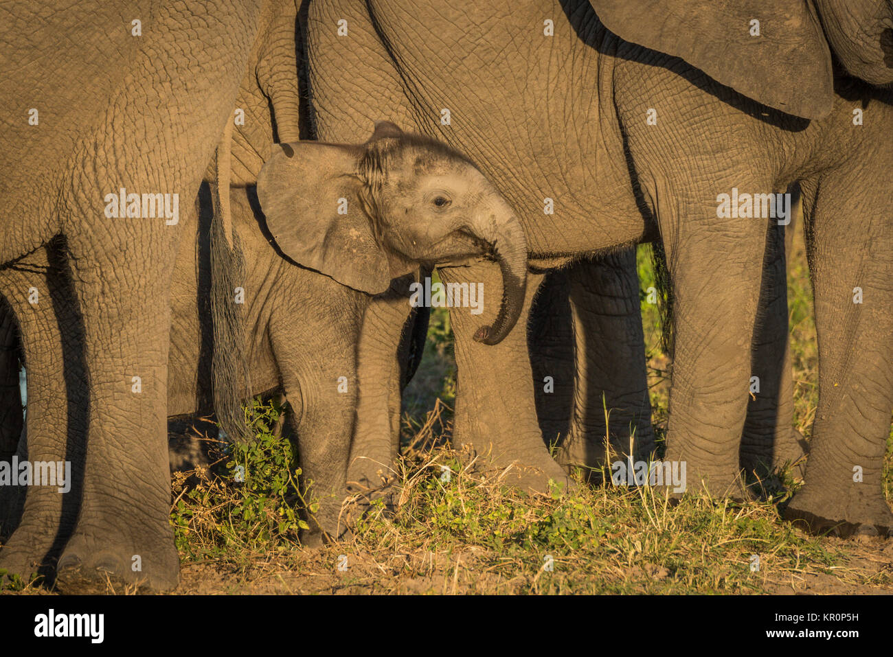 Baby elephant dwarfed by adults facing camera Stock Photo - Alamy