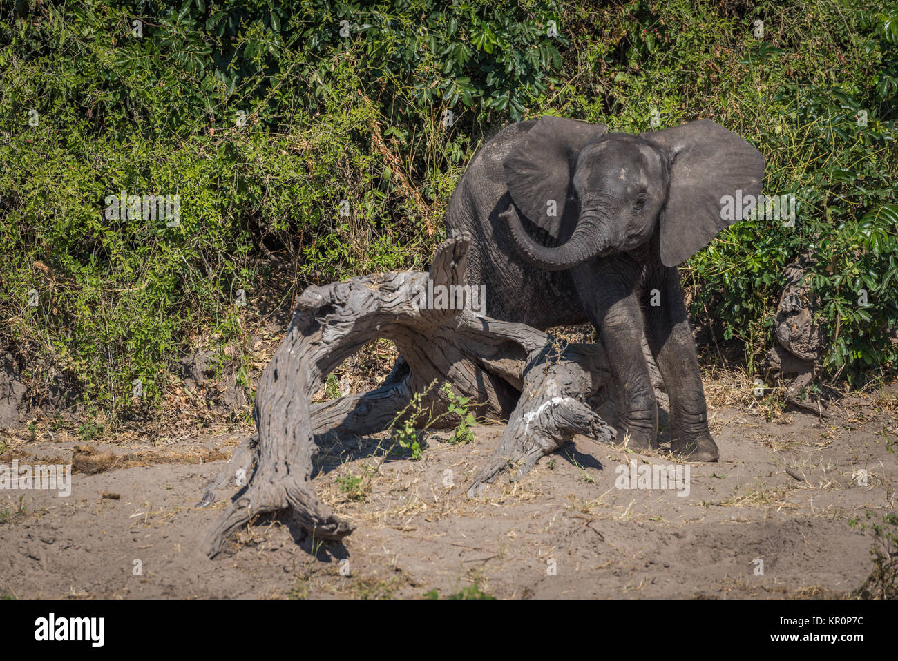 Baby elephant stuck on log waving trunk Stock Photo - Alamy