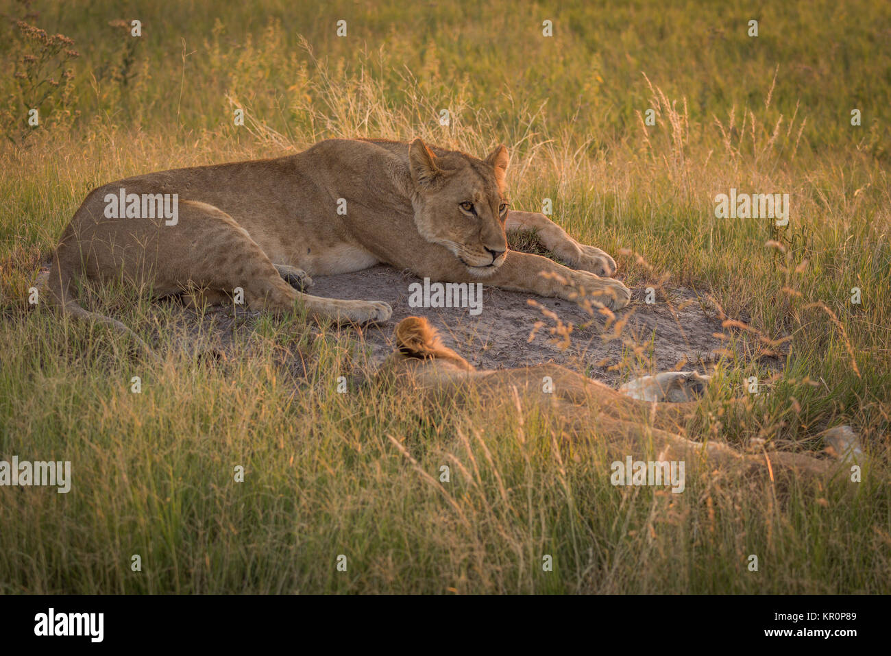 Lion awake beside another sleeping in grass Stock Photo - Alamy