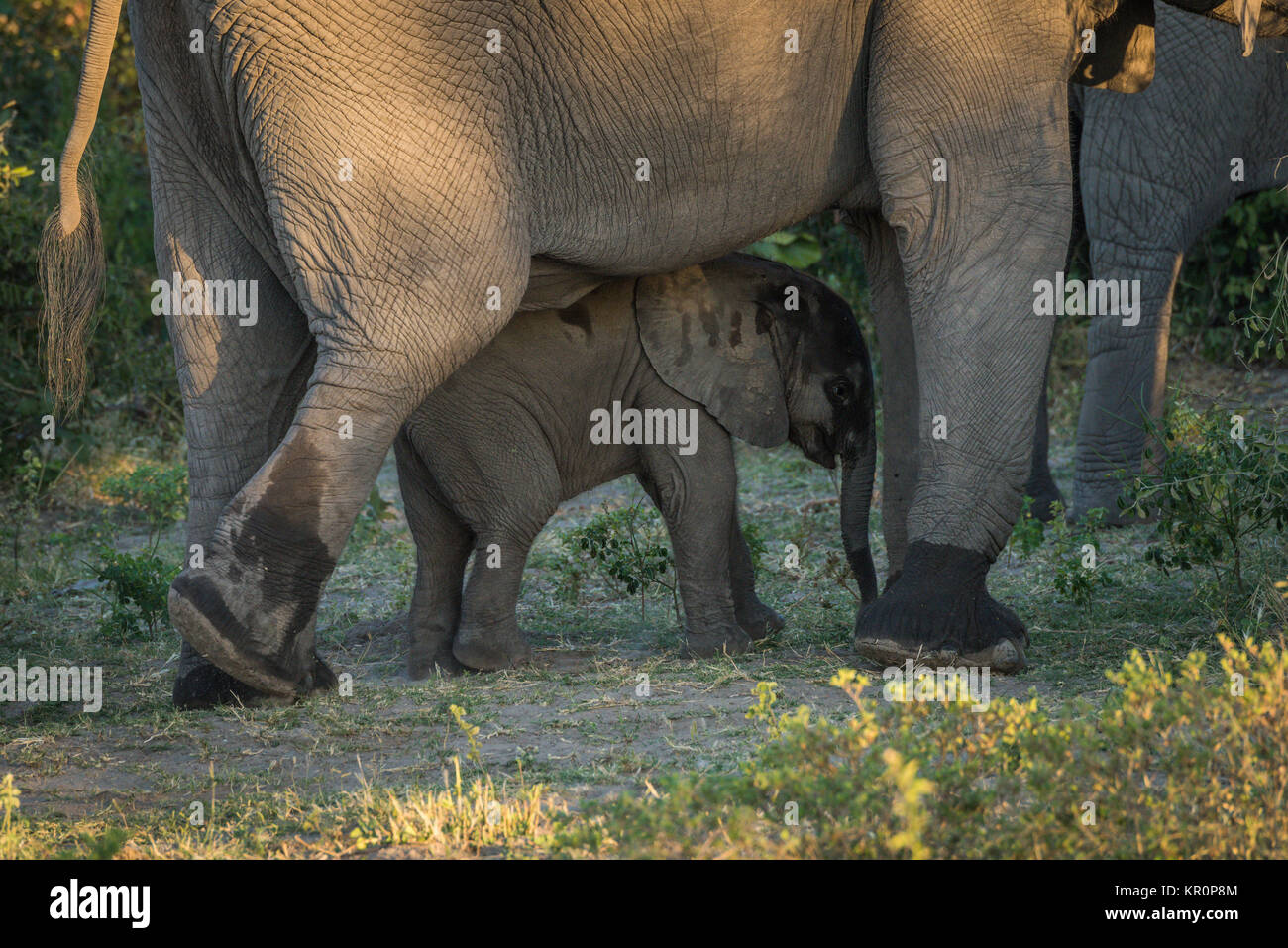 Baby elephant walking between legs hi-res stock photography and images ...