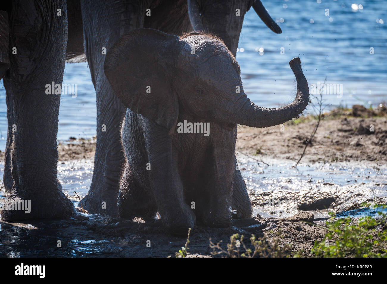 Baby elephant waving trunk in mud hole Stock Photo - Alamy