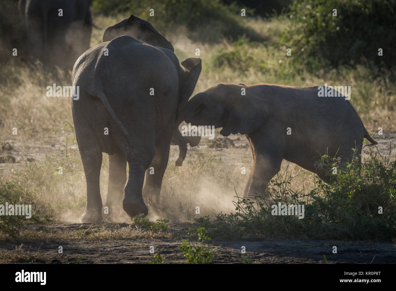 Baby elephants play fighting in dust cloud Stock Photo - Alamy