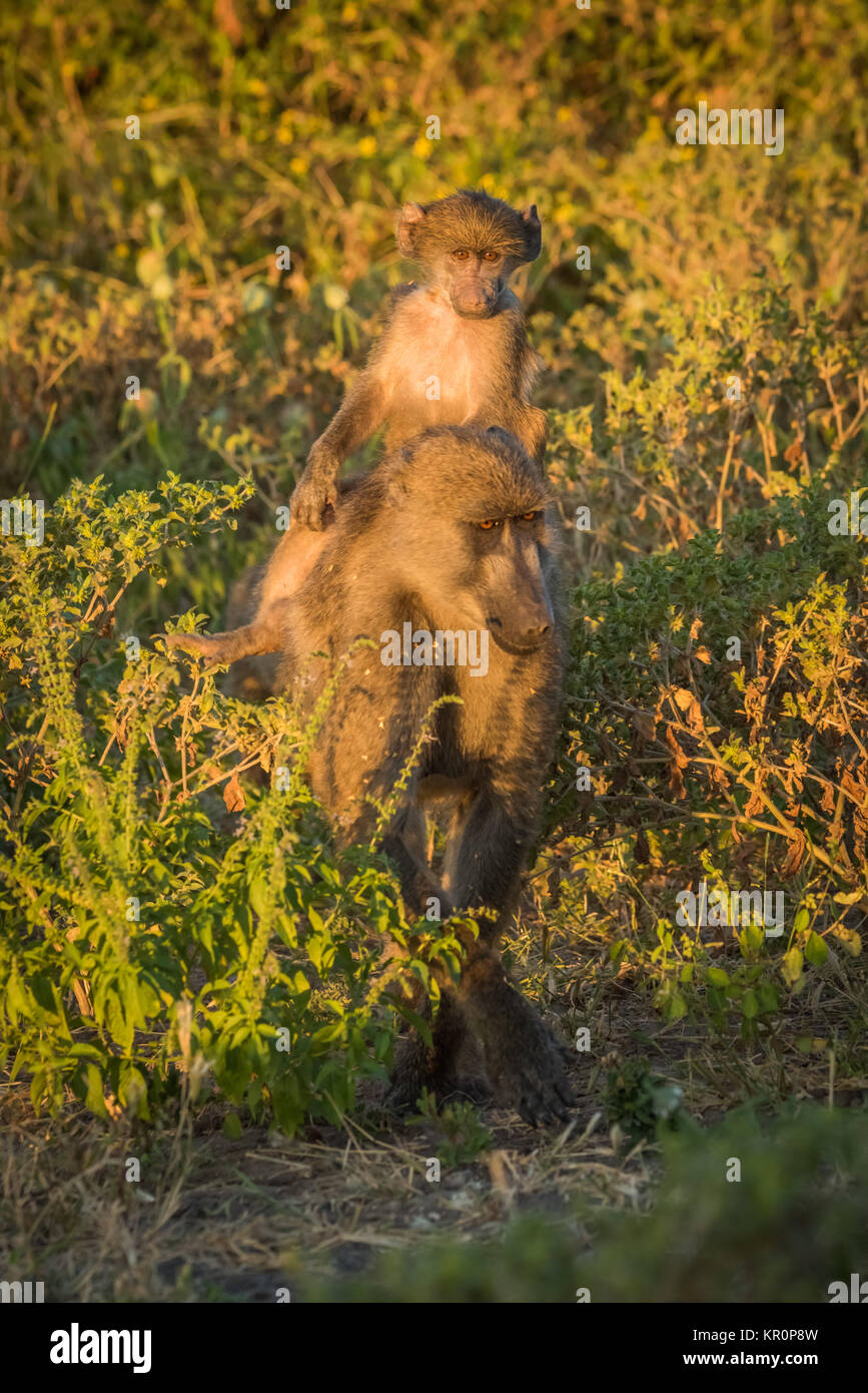 Chacma baboon with baby on her back Stock Photo - Alamy