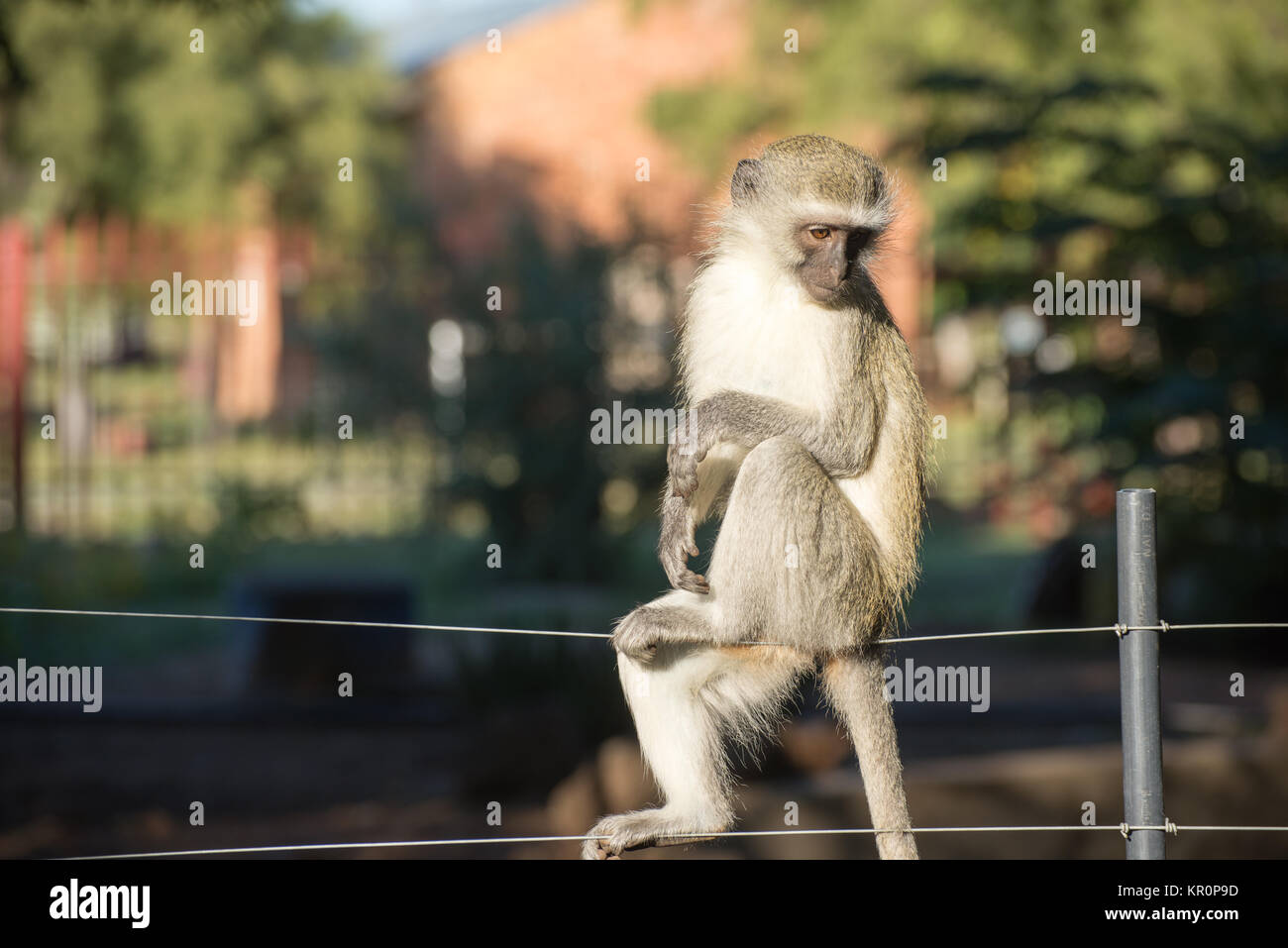 Monkey on Fence Stock Photo - Alamy