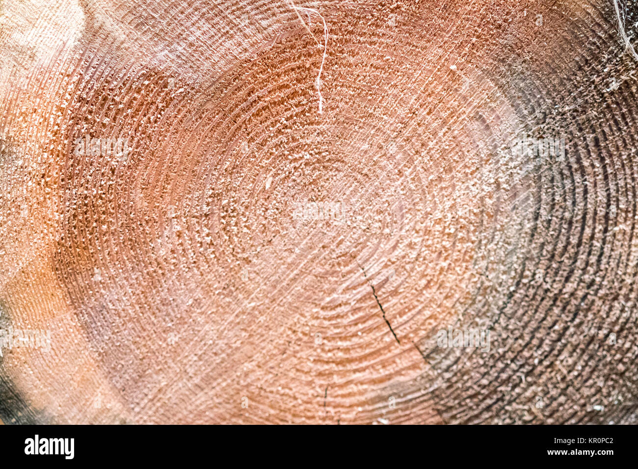 Log's crosscuts on the timber cutting Stock Photo - Alamy