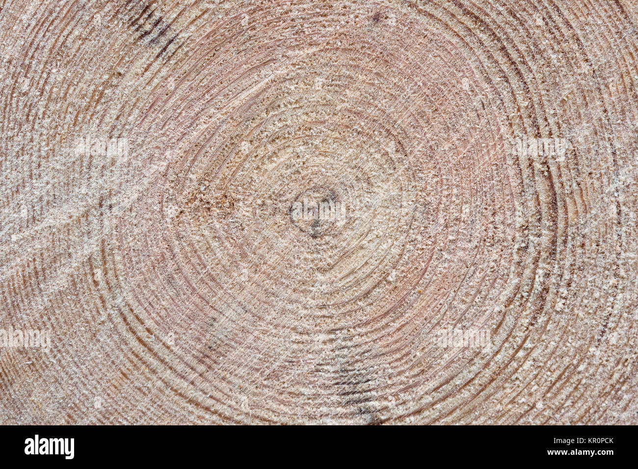 texture of tree stump Stock Photo - Alamy