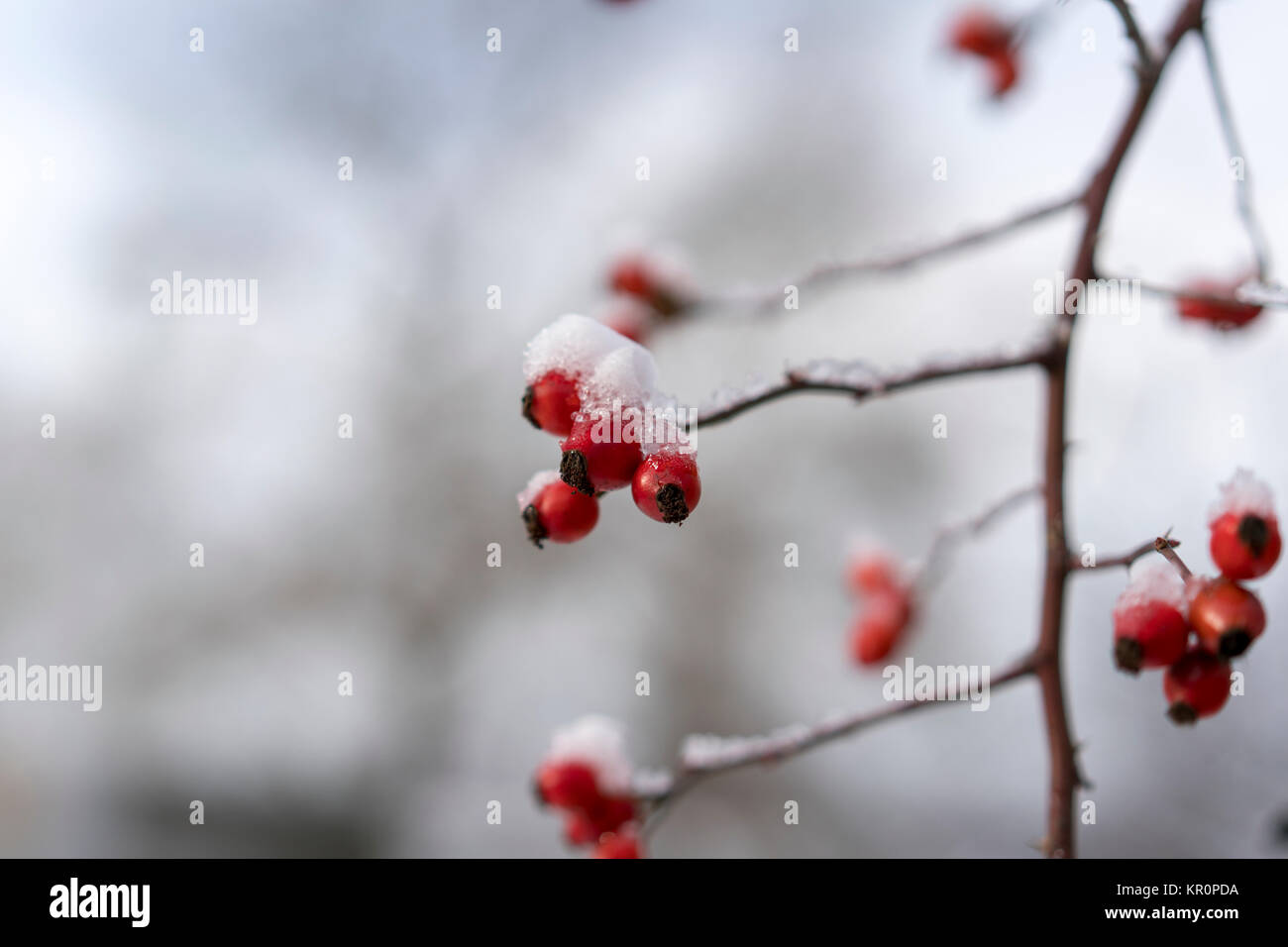 Frozen briar covered ice hi-res stock photography and images - Alamy