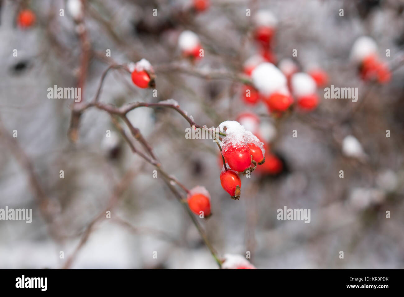 rose hips in detail in winter Stock Photo - Alamy