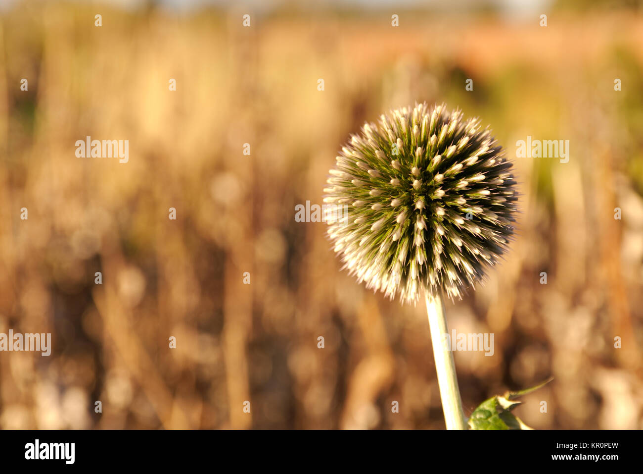 Spiky plant head. Globe thistle flower head (Echinops banaticus Stock ...