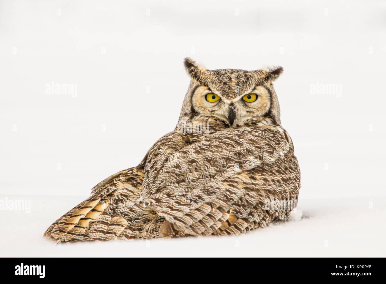 Owl wing feathers hi-res stock photography and images - Alamy