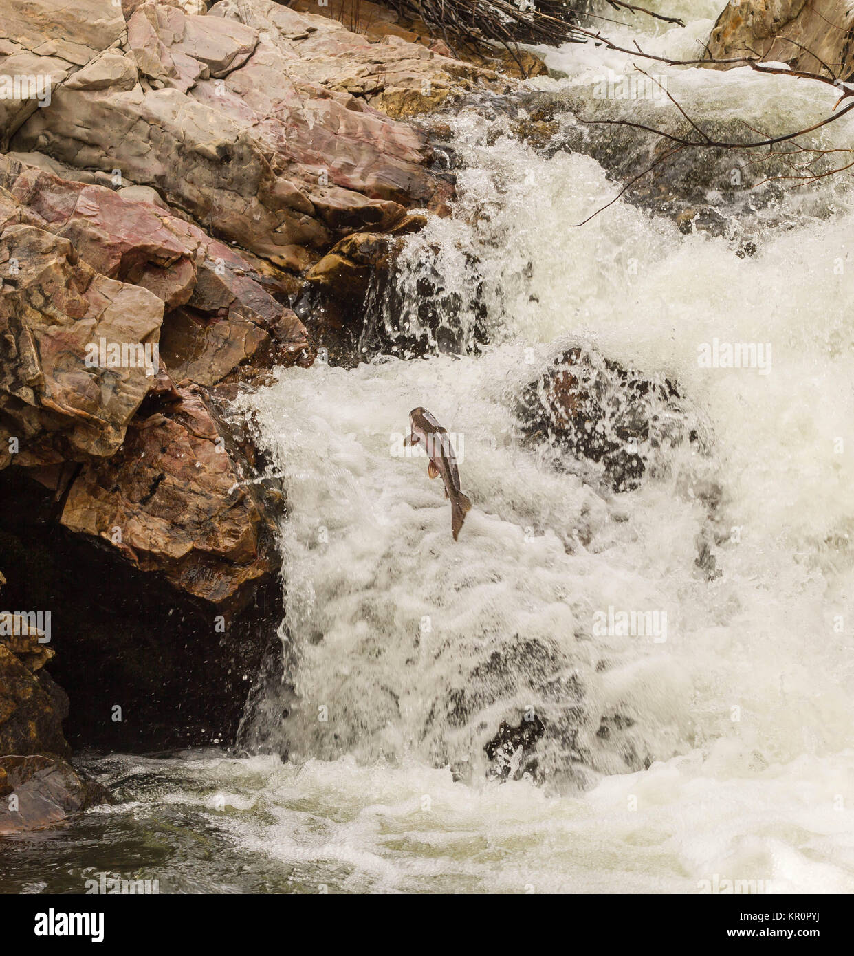Steelhead salmon jumping hi-res stock photography and images - Alamy
