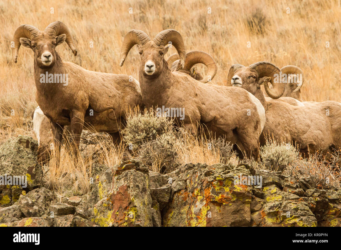 Bighorn ram horns hi-res stock photography and images - Alamy