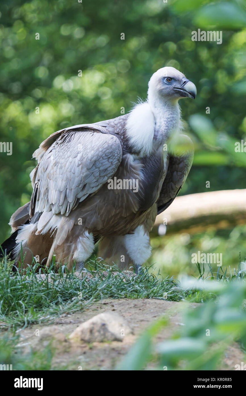 The Gyps himalayan. Vertically Stock Photo - Alamy