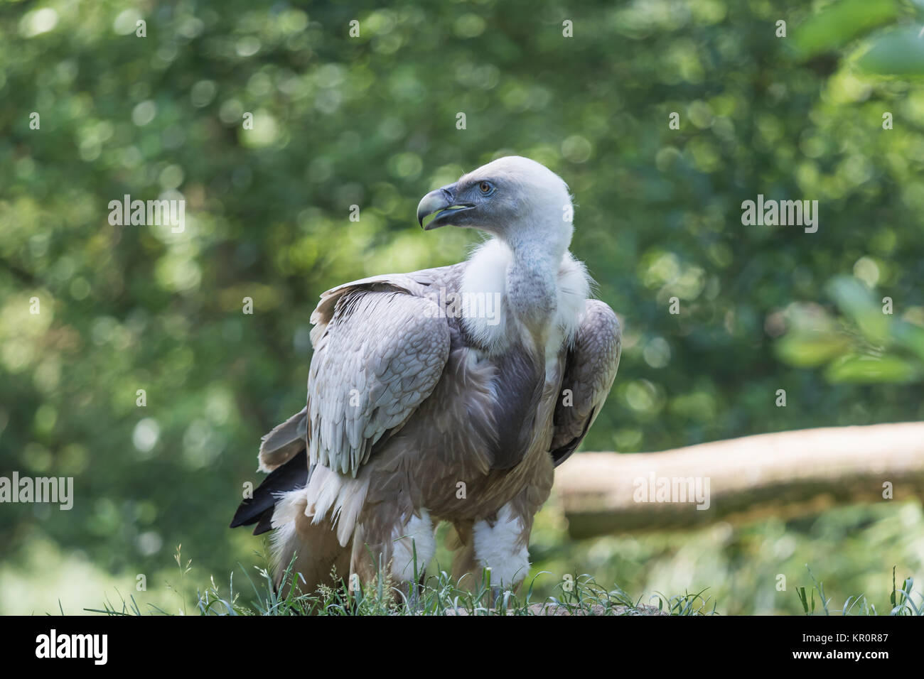 The Gyps himalayan standing in the grass Stock Photo - Alamy