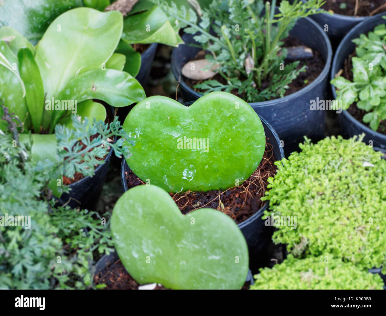 Hoya kerrii or Heart shaped plant at plant market Stock Photo - Alamy