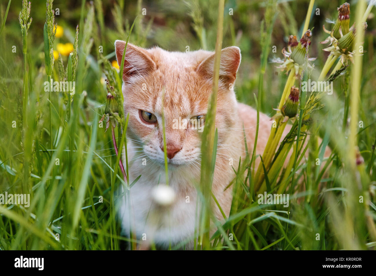 ginger cat in the grass Stock Photo - Alamy