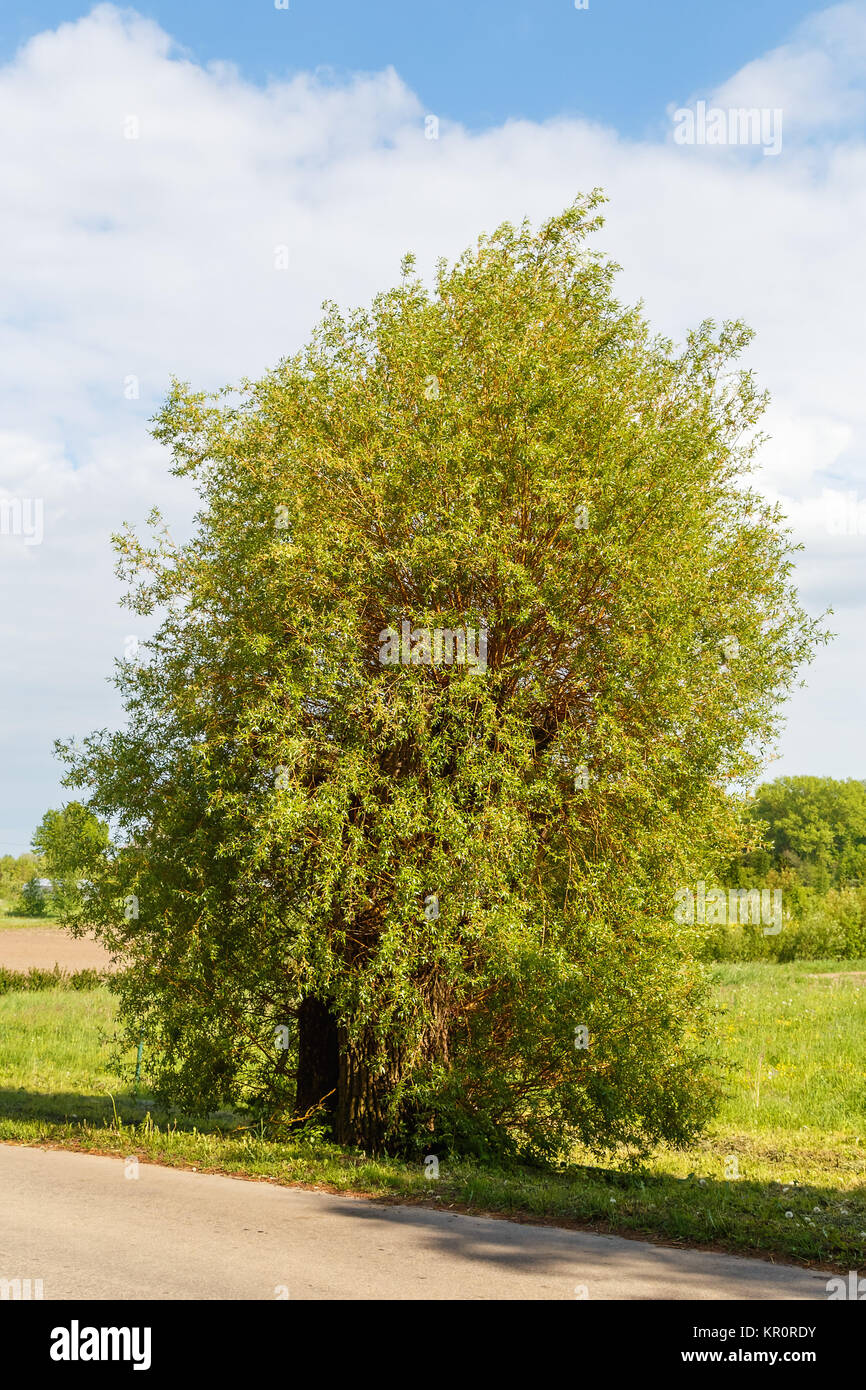 single tree on the roadside Stock Photo - Alamy