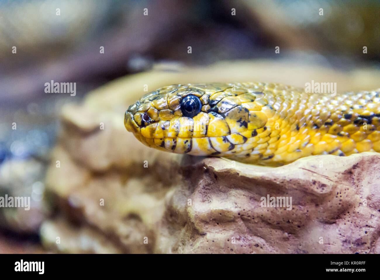 Photo of snake close up in zoo Stock Photo - Alamy