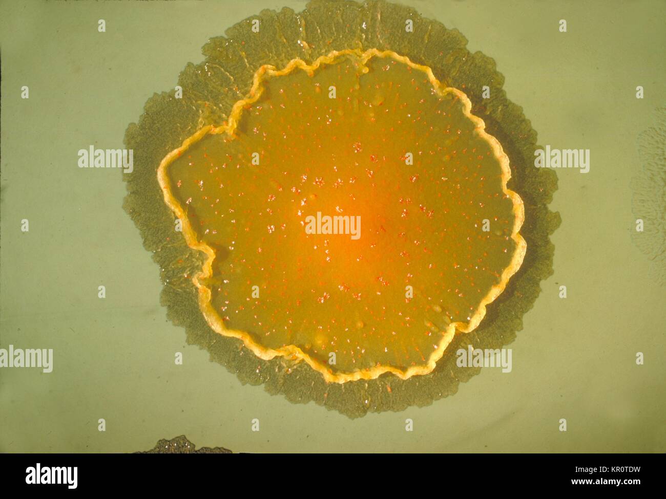 This plate culture grew a smooth colony of Mycobacterium balnei with ...
