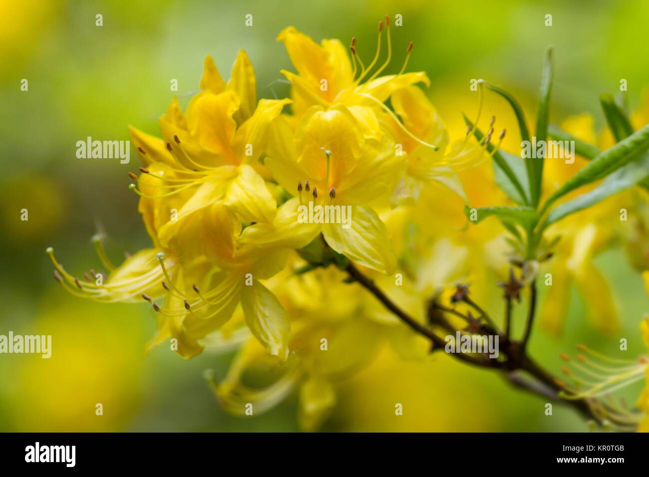 yellow rhododendron flowers / yellow rhododendron blossoms Stock Photo ...