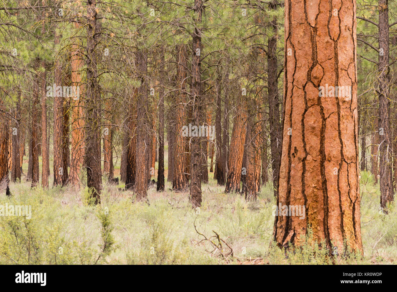 Beautiful Stand of Trees Bend Oregon Deschutes County Stock Photo - Alamy