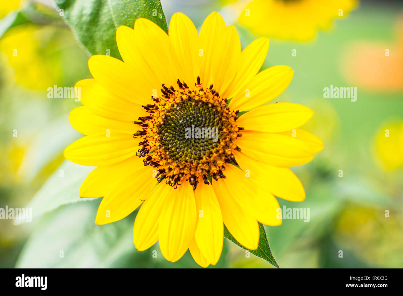 mini sun flower Stock Photo - Alamy