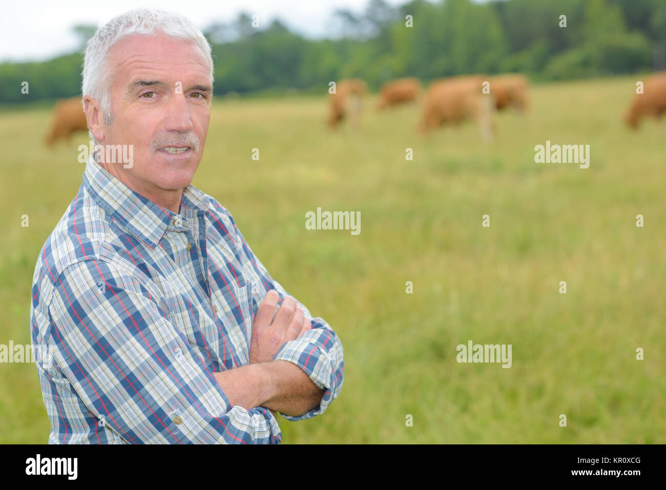 Cattle breeding and agriculture hi-res stock photography and images - Alamy
