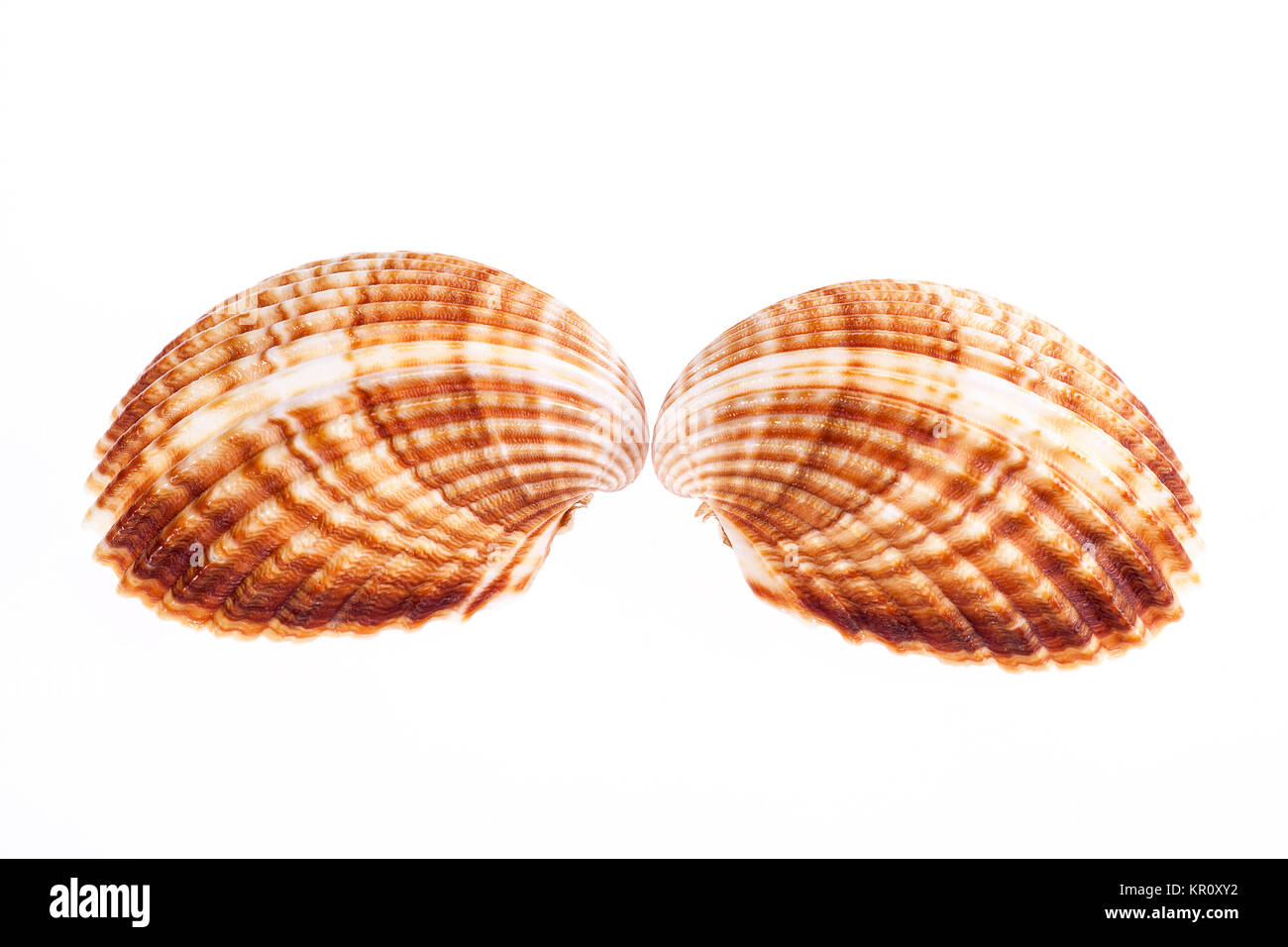 two sea shells isolated on white background Stock Photo - Alamy