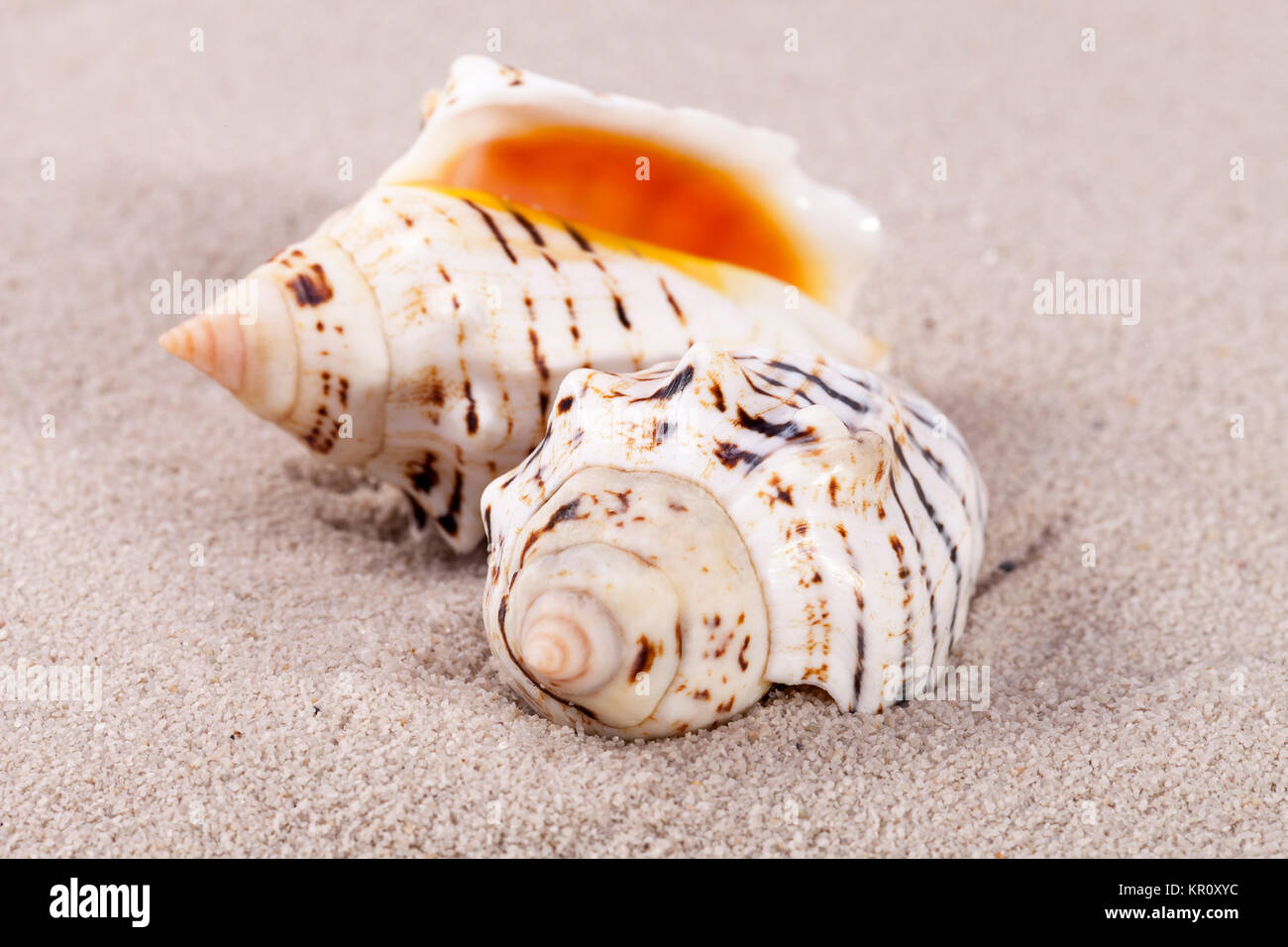 two sea shells lying on the sand, close up Stock Photo - Alamy