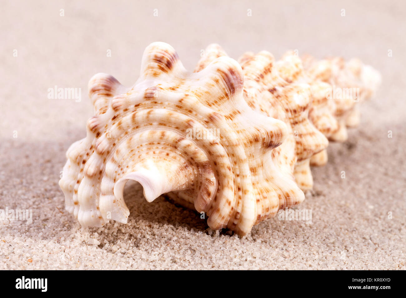 sea shell of auger snail lying on the sand, close up Stock Photo - Alamy