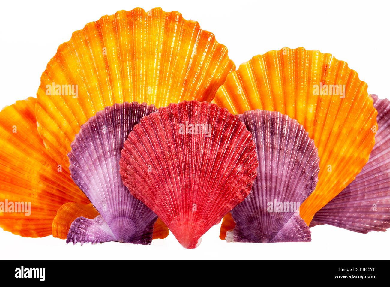 some colorful sea shells of mollusk isolated on white background, close ...