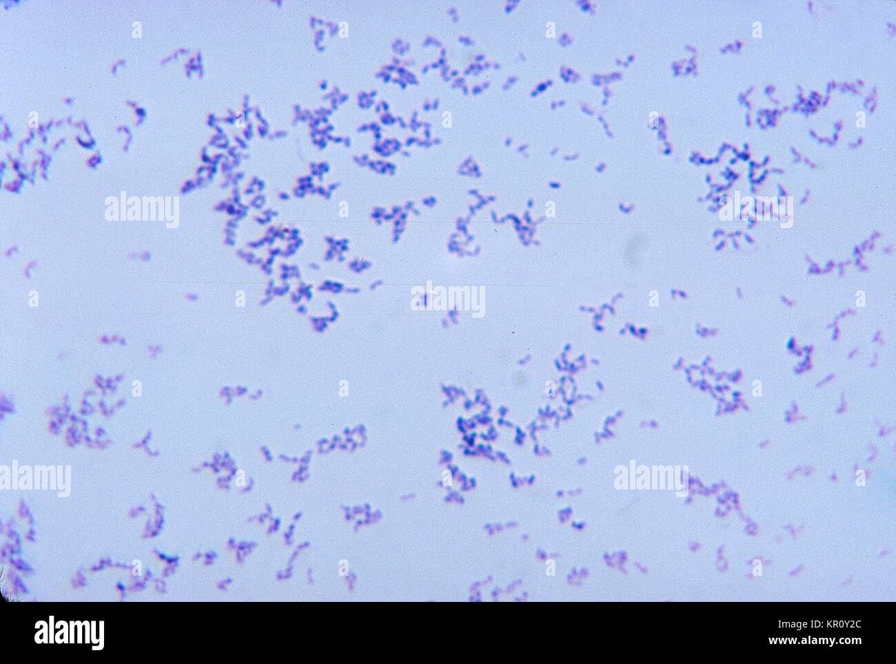 Spore forming hi-res stock photography and images - Alamy