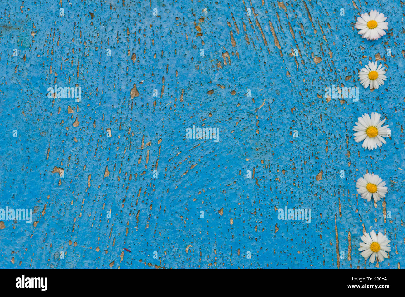 Light blue old textured background with daisy flowers turquoise ...