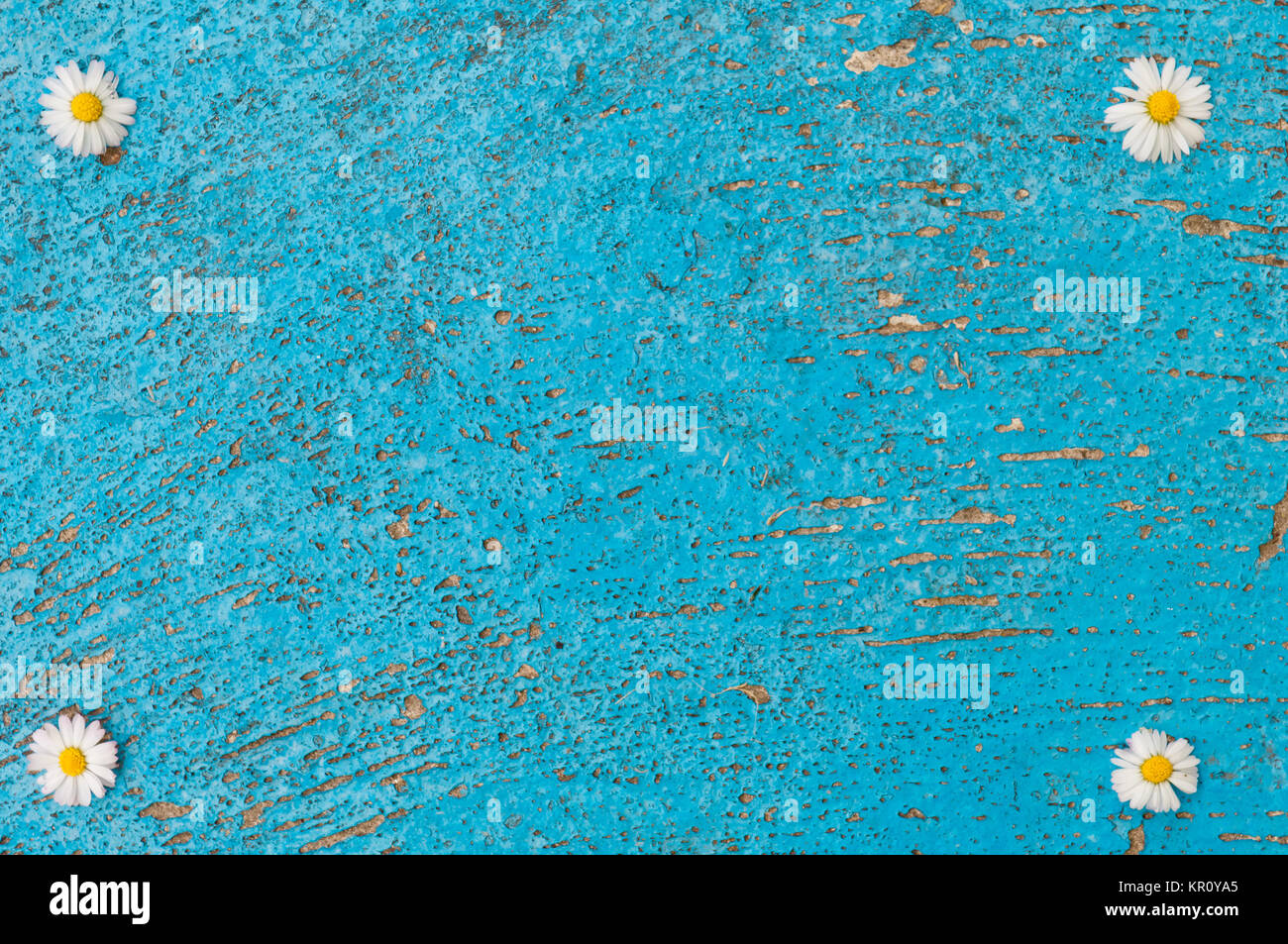 Light blue old textured background with daisy flowers turquoise ...