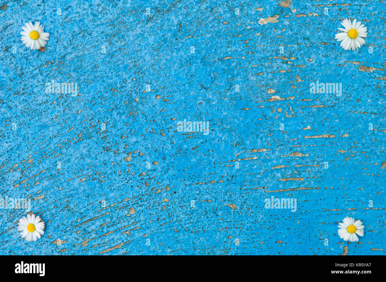 Light blue old textured background with daisy flowers turquoise ...