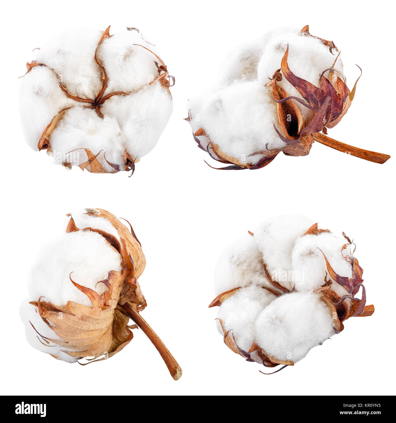 set of cotton flowers isolated on white background. Clipping path Stock ...
